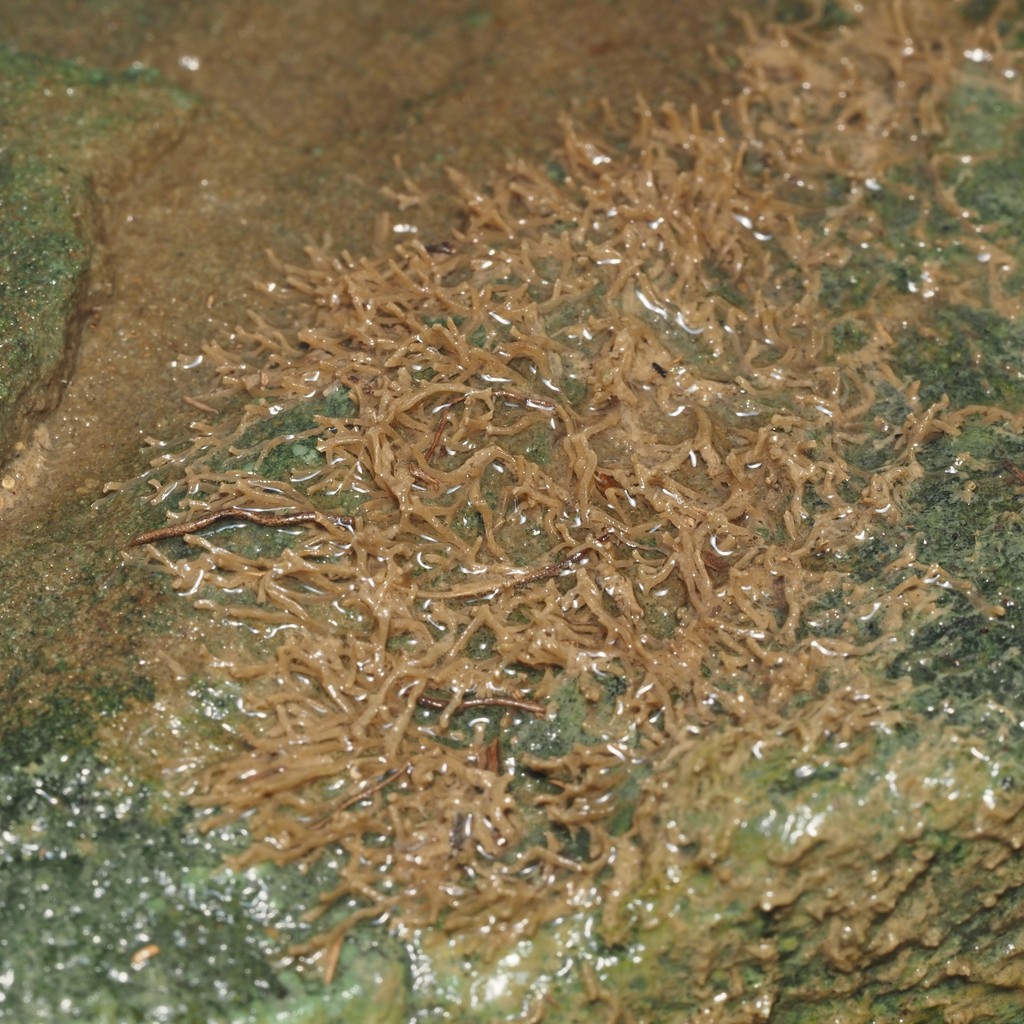 Plumatella repens from Mills County, TX, USA on April 09, 2022 at 02:30 ...