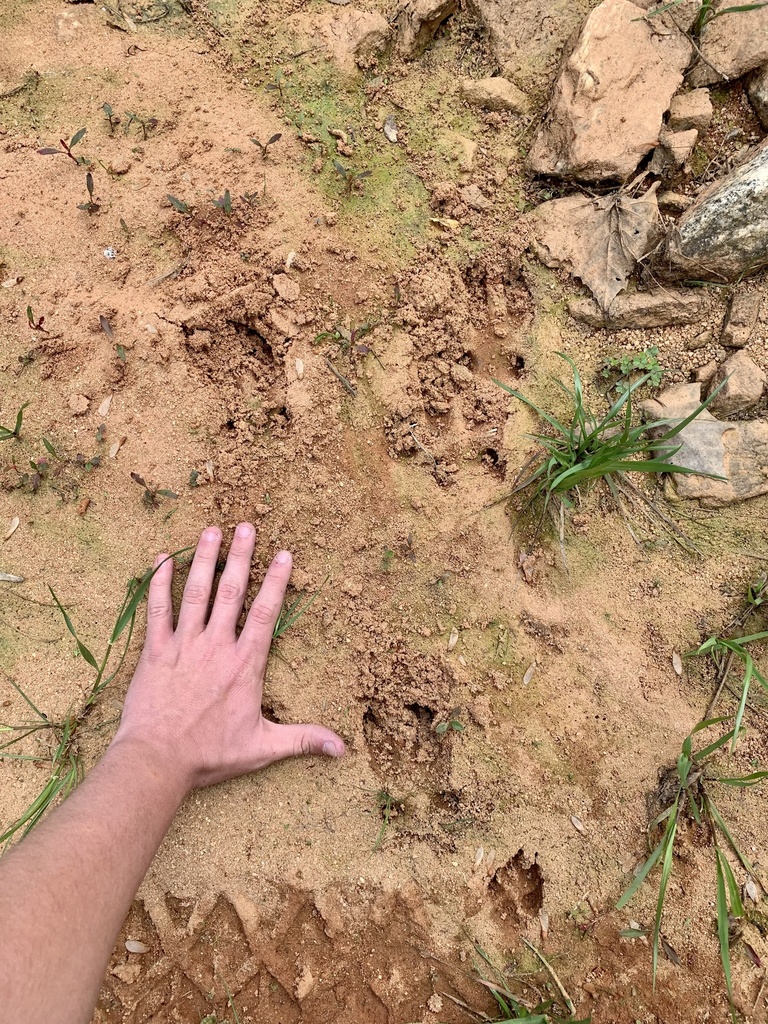 Wild Boar from North Greenville University, Travelers Rest, SC, US on ...