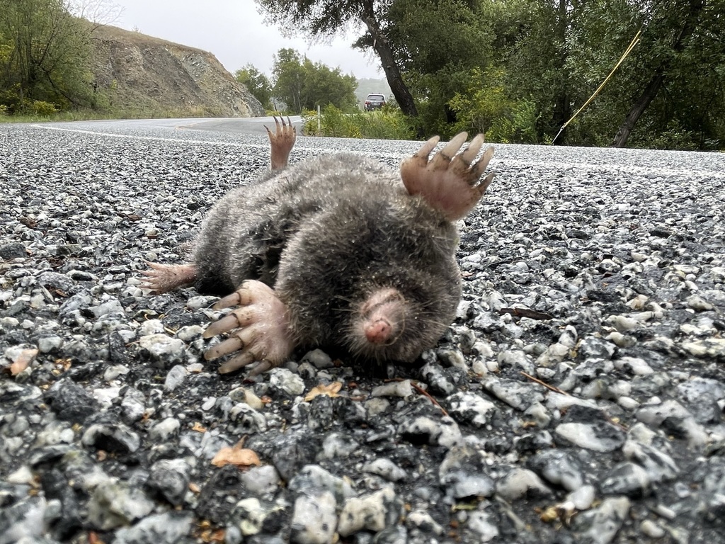 Broad-footed Mole from Lexington Hills, CA 95033, USA on April 14, 2022 ...