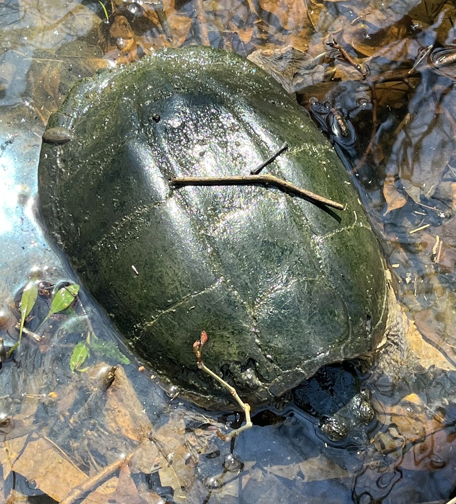 Common Snapping Turtle from Reelfoot Lake State Park, Tiptonville, TN ...
