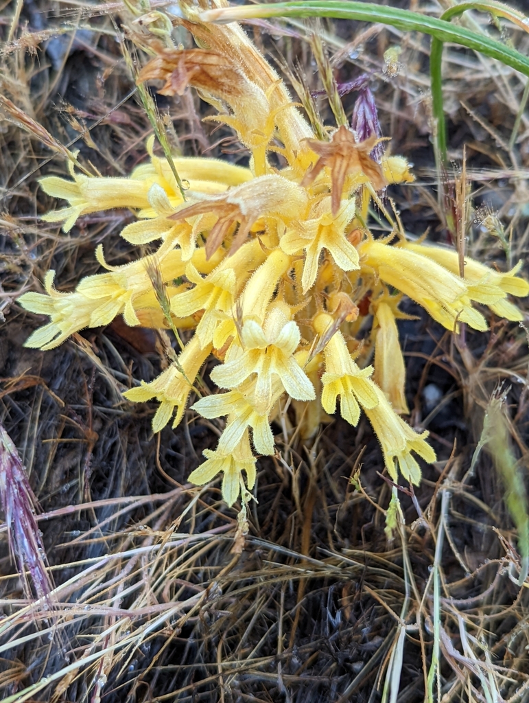 yellow clustered broomrape from Whiskeytown, CA 96095, USA on April 14 ...