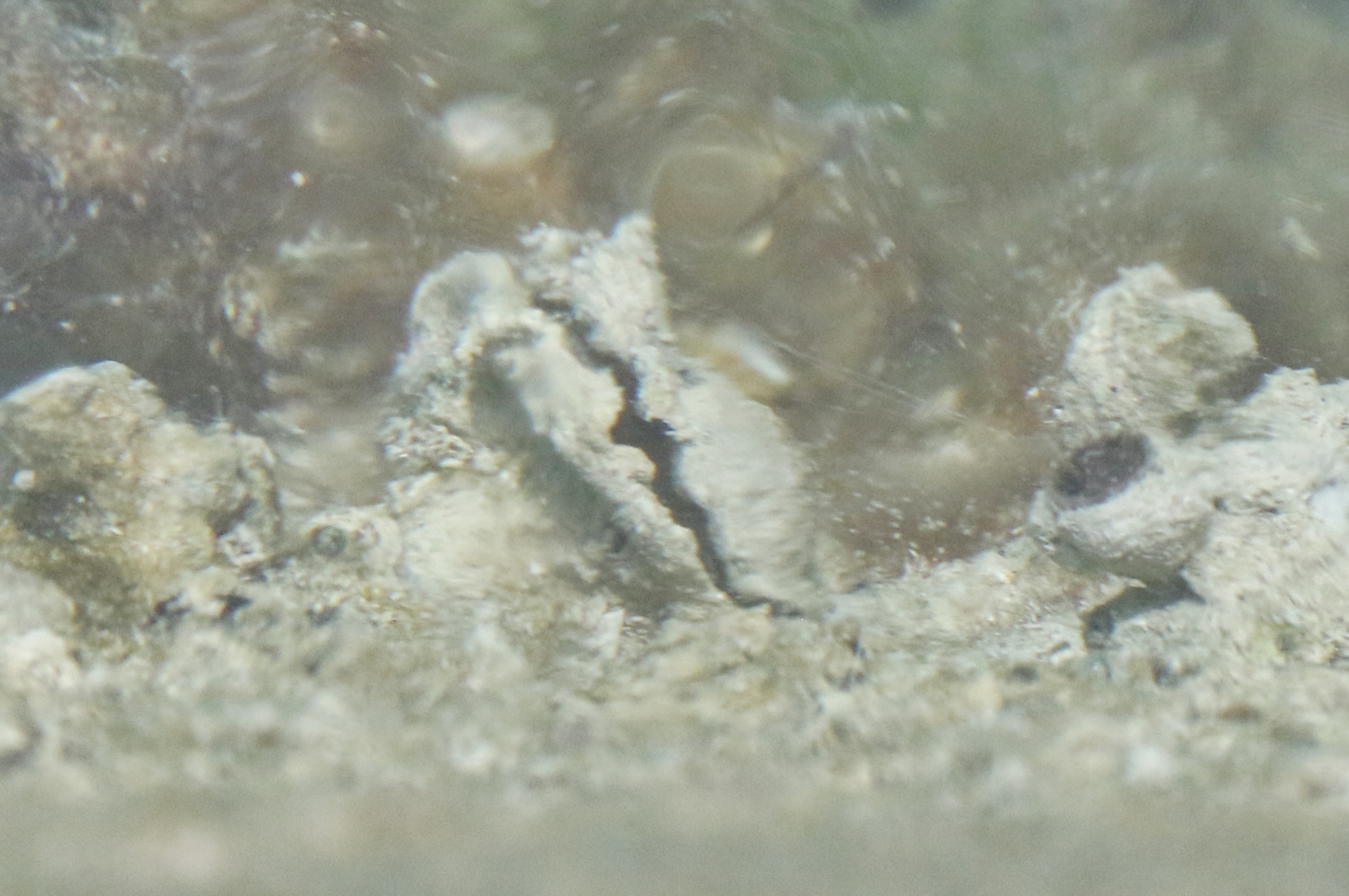 Pinna carnea Gmelin, 1791