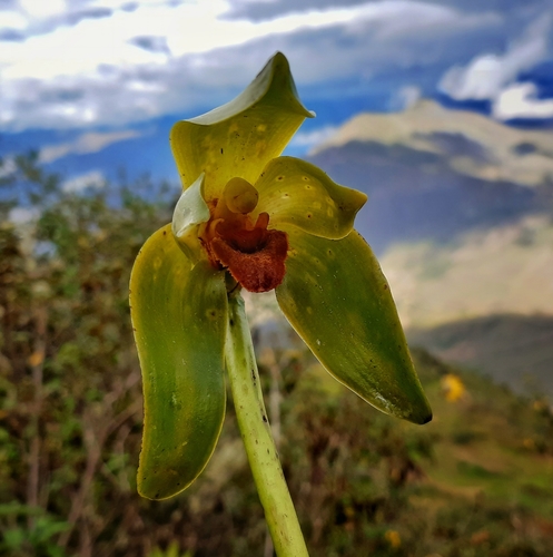 Ida costata · iNaturalist Mexico