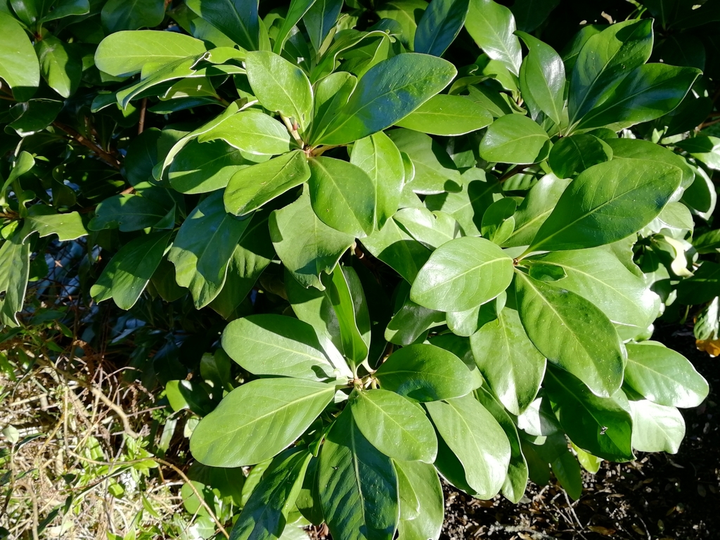 Karaka (Corynocarpus laevigatus) - Botanical Realm