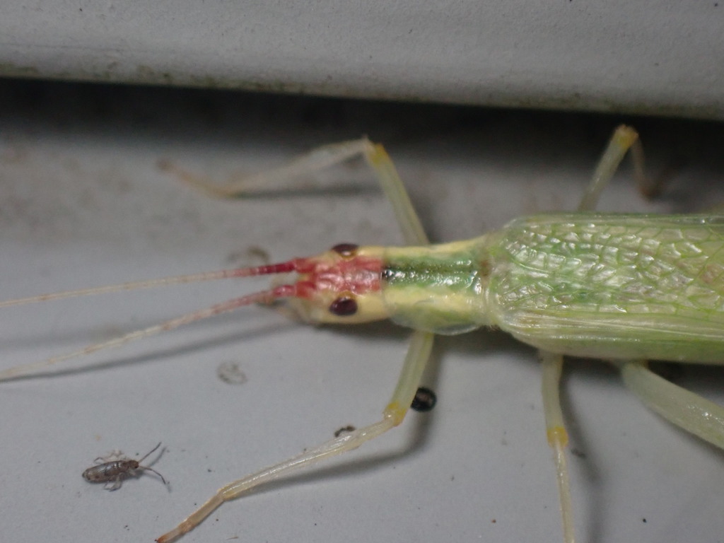Broad-winged tree cricket from Moth Station 3 on August 12, 2021 at 11: ...