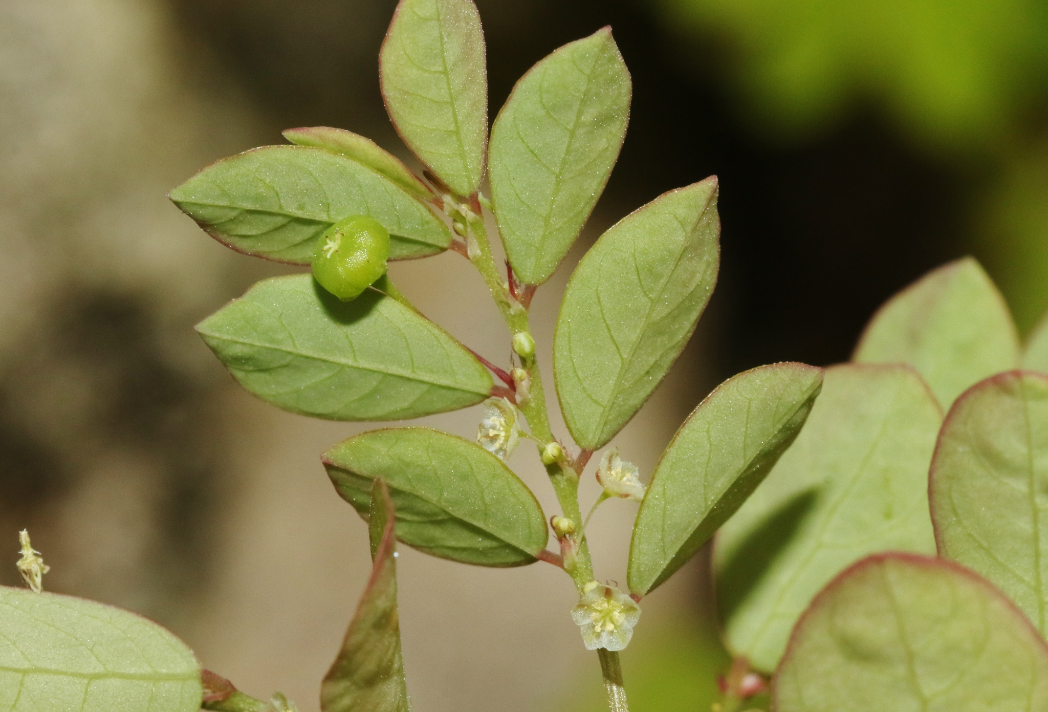 Phyllanthus niruri L.