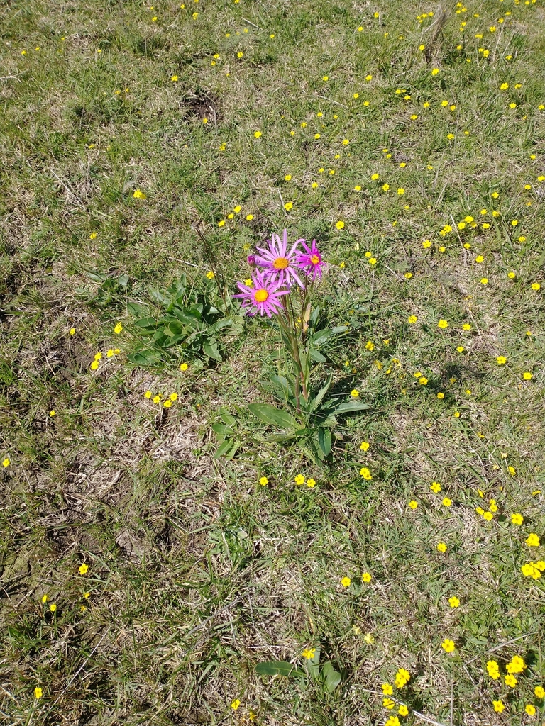 Senecio pulcher from Gral Alvear, Provincia de Buenos Aires, Argentina ...