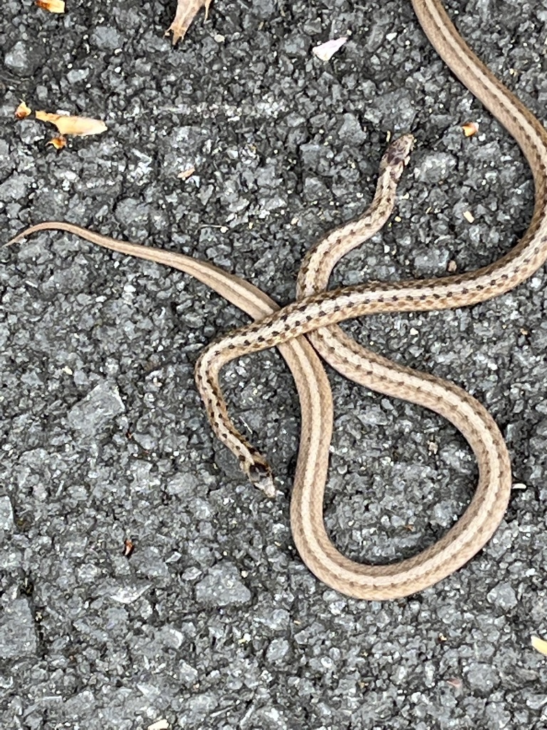 Dekay's Brownsnake from The Maryland Zoo in Baltimore, Baltimore, MD ...