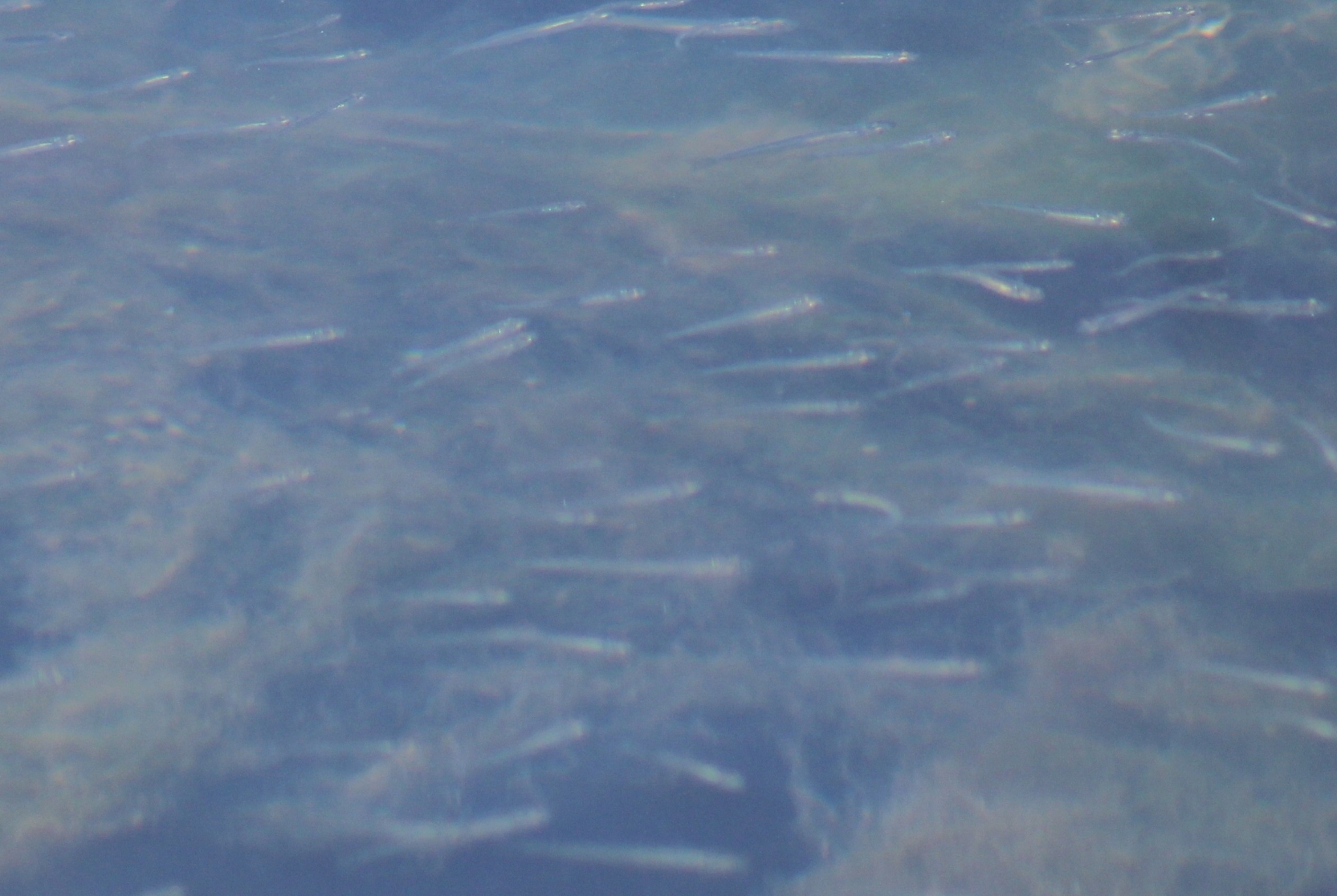 Atherinops affinis (Ayres, 1860)