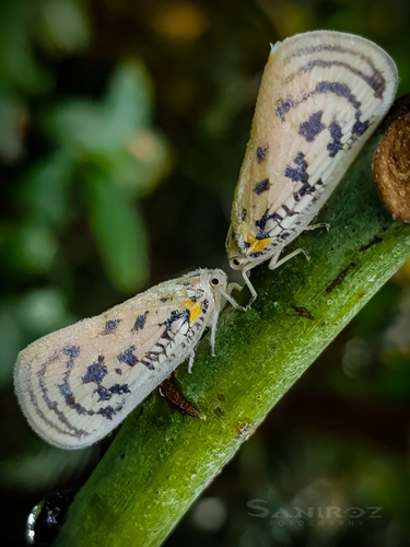 Genus Copsyrna · iNaturalist