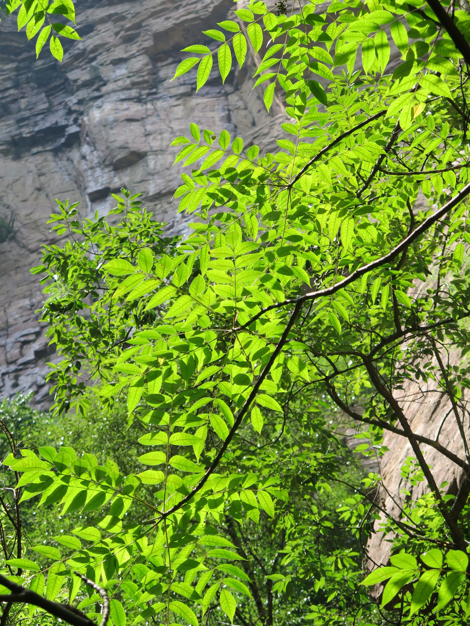 Toxicodendron vernicifluum (Stokes) F.A.Barkley
