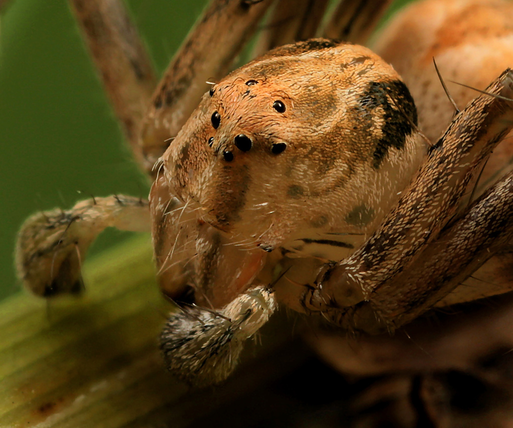 Scaly Head Lynx Spider from Thanda Thula airstrip, Timbavati N.R ...