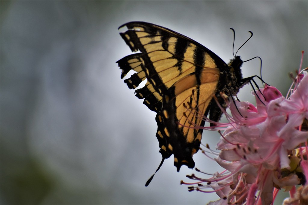 Eastern Tiger Swallowtail from Pinson, AL, USA on April 13, 2022 at 02: ...
