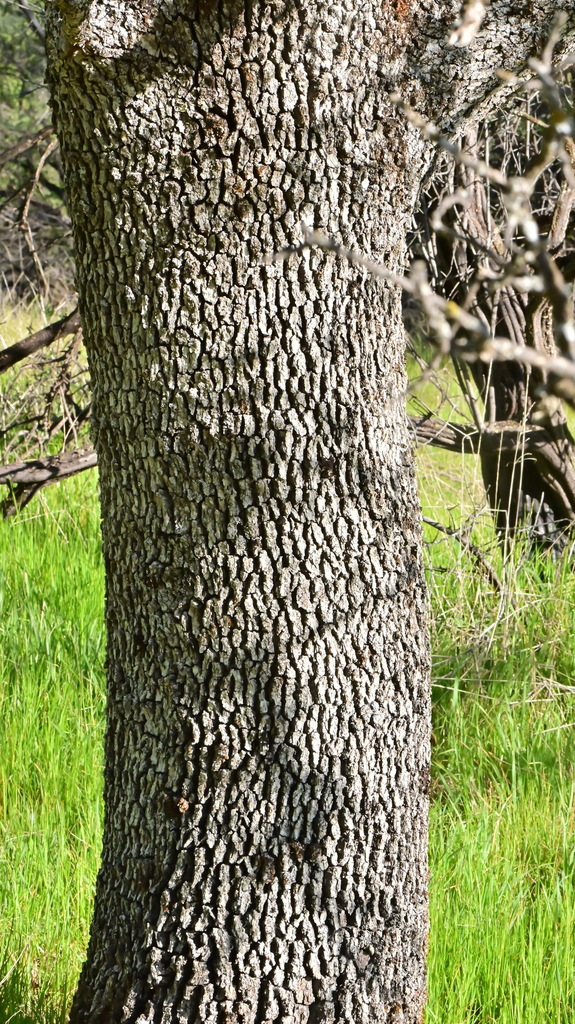 blue oak (Quercus douglasii) - Botanical Realm