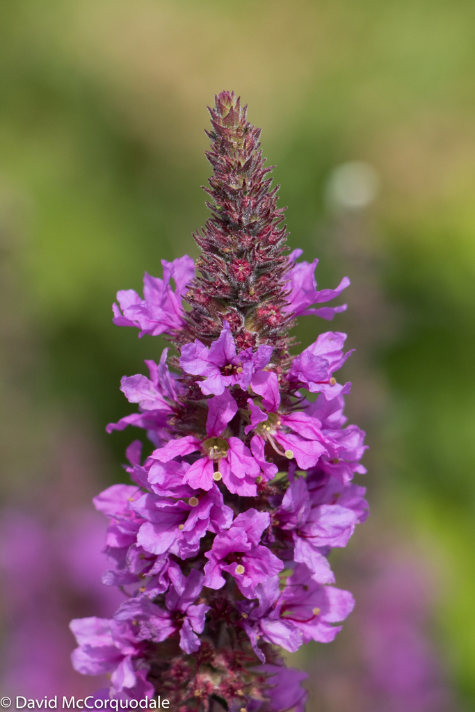 Purple Loosestrife (Indiana Pesticide Plants) · iNaturalist
