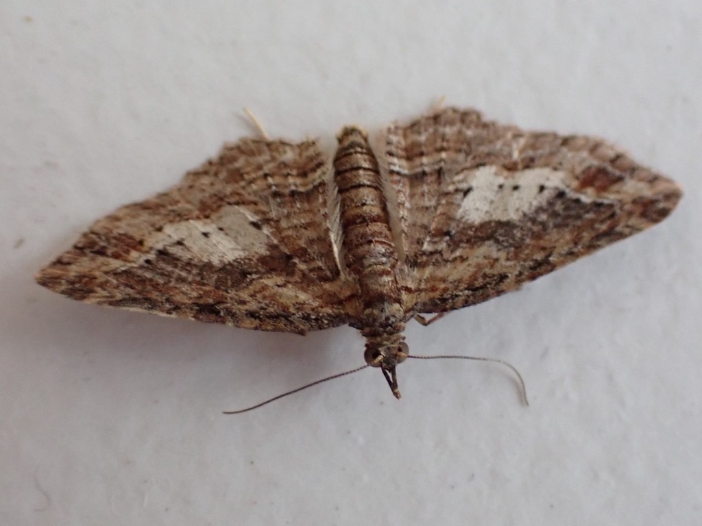 Australian Pug Moth in April 2022 by Gen C · iNaturalist