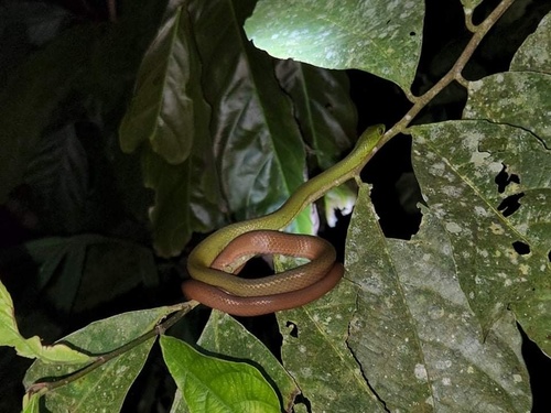 North China Green Snake (Ptyas multicincta) - Snakes and Lizards
