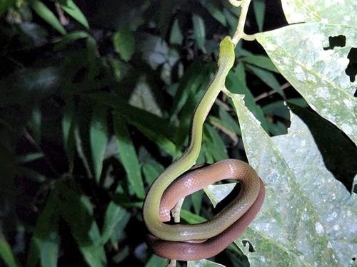 North China Green Snake (Ptyas multicincta) - Snakes and Lizards