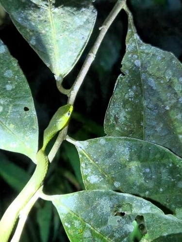 North China Green Snake (Ptyas multicincta) - Snakes and Lizards