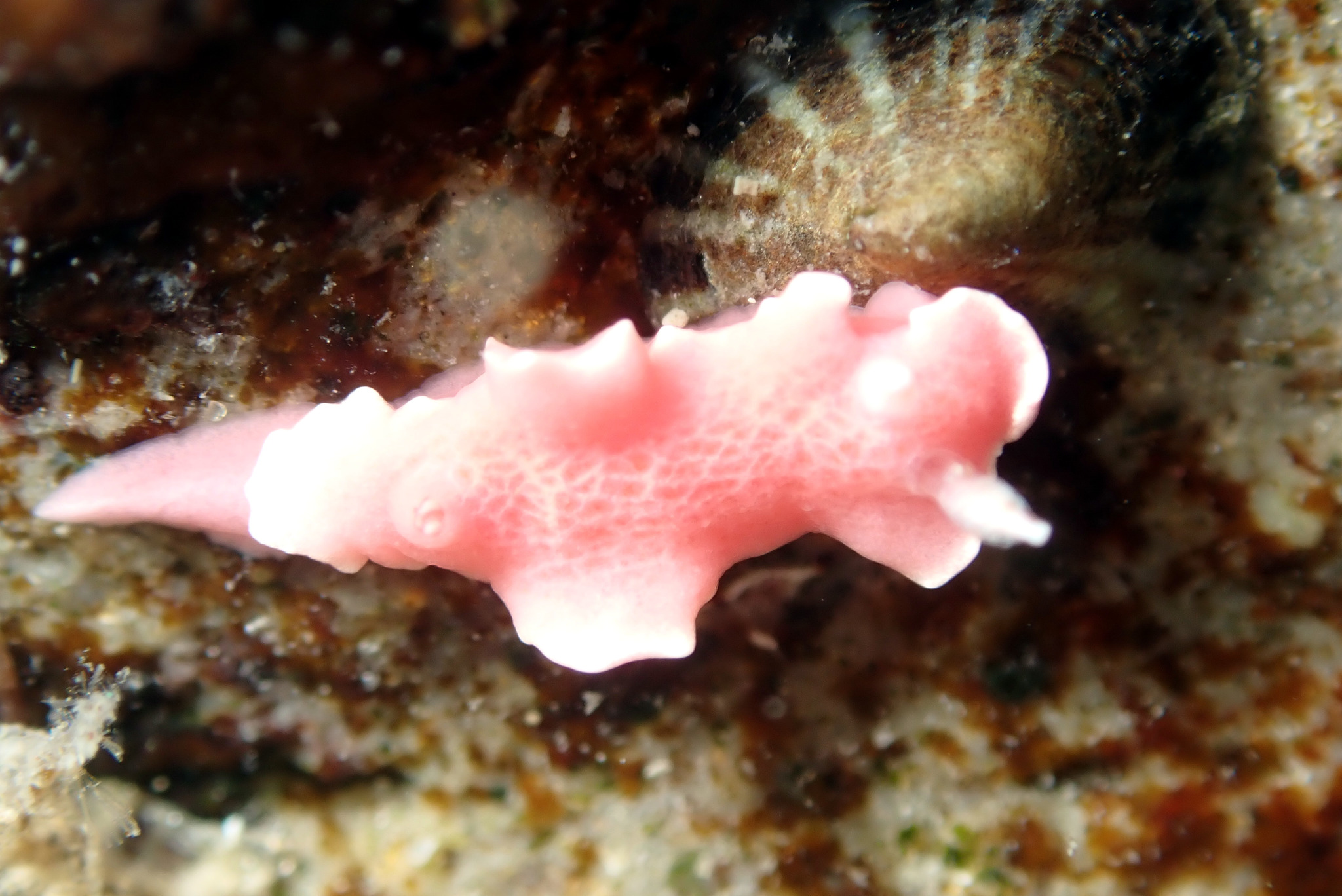 Verconia verconis (Basedow & Hedley, 1905)