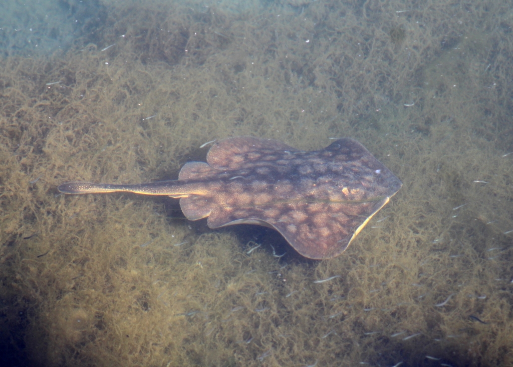 Haller's Round Ray from Waterfront, Long Beach, CA, USA on April 14 ...