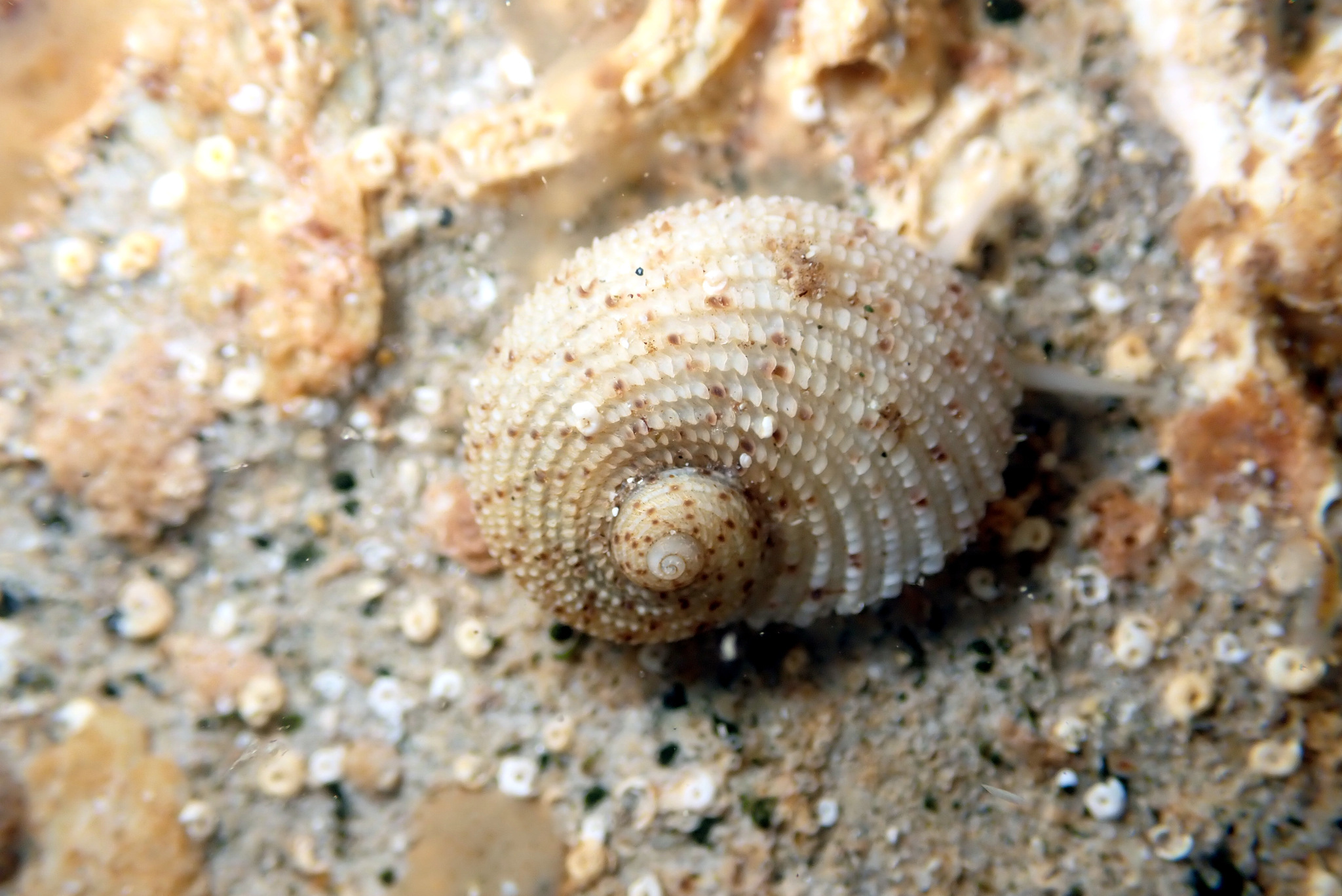 Granata imbricata (Lamarck, 1816)