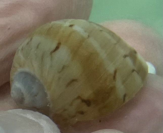 Colorful Moon Snail from Straits of Florida, FL, US on April 14, 2022 ...