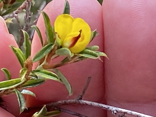 Pultenaea rariflora · iNaturalist