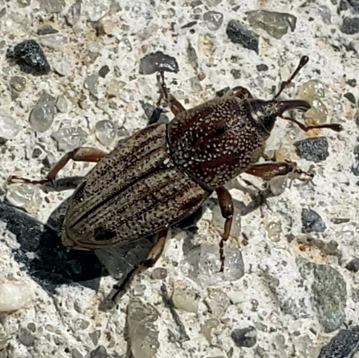 Hunting Billbug from Stadium Dr & Stadium Pkg Garage, College Park, MD ...
