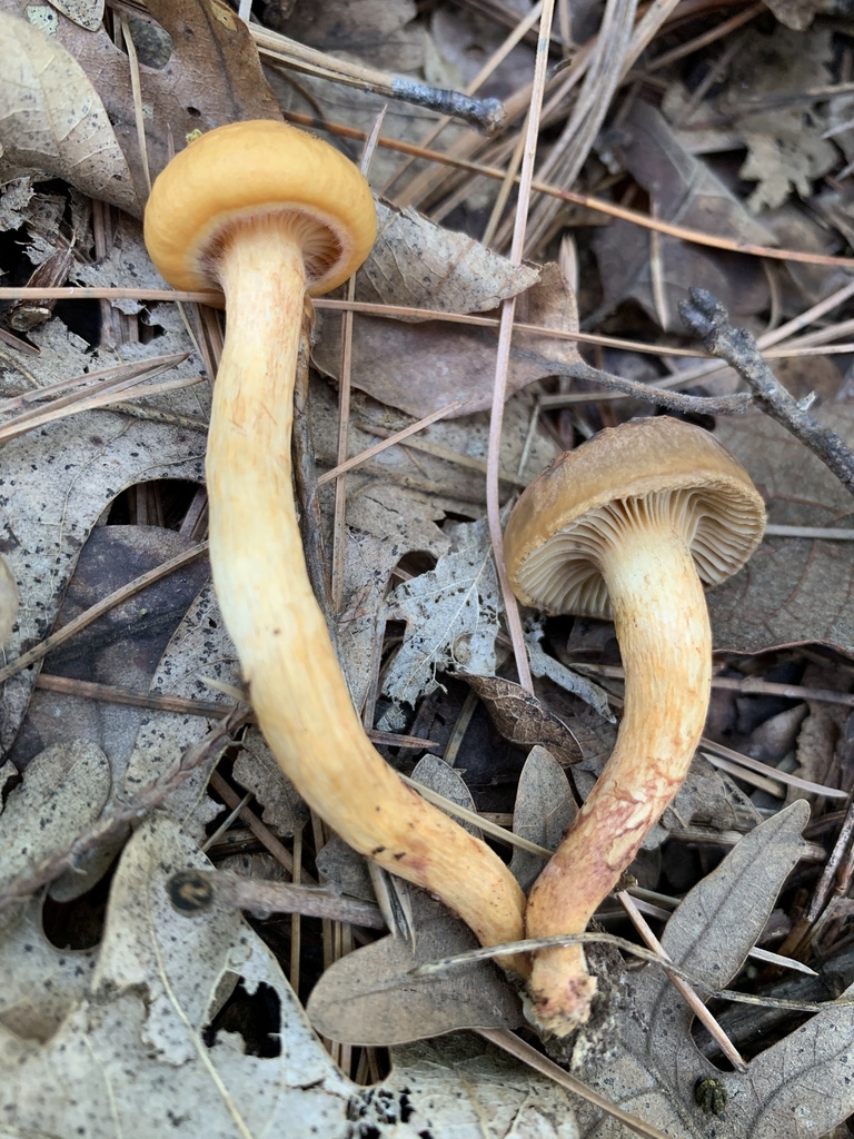 Pine Spikes from Sierra Vista Southeast, AZ, USA on August 30, 2019 at ...