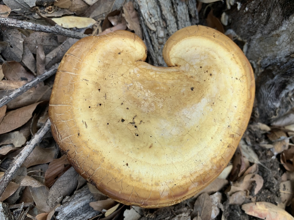 golden reishi from Sierra Vista Southeast, AZ, USA on August 30, 2019 ...