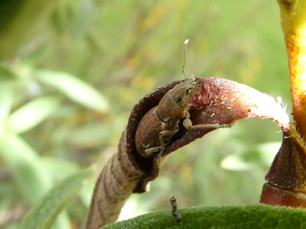 Fuller's rose weevil from Melbourne VIC, Australia on April 15, 2022 at ...