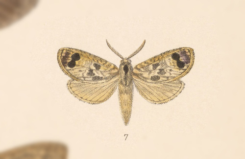 Simplicivalva philobia · iNaturalist