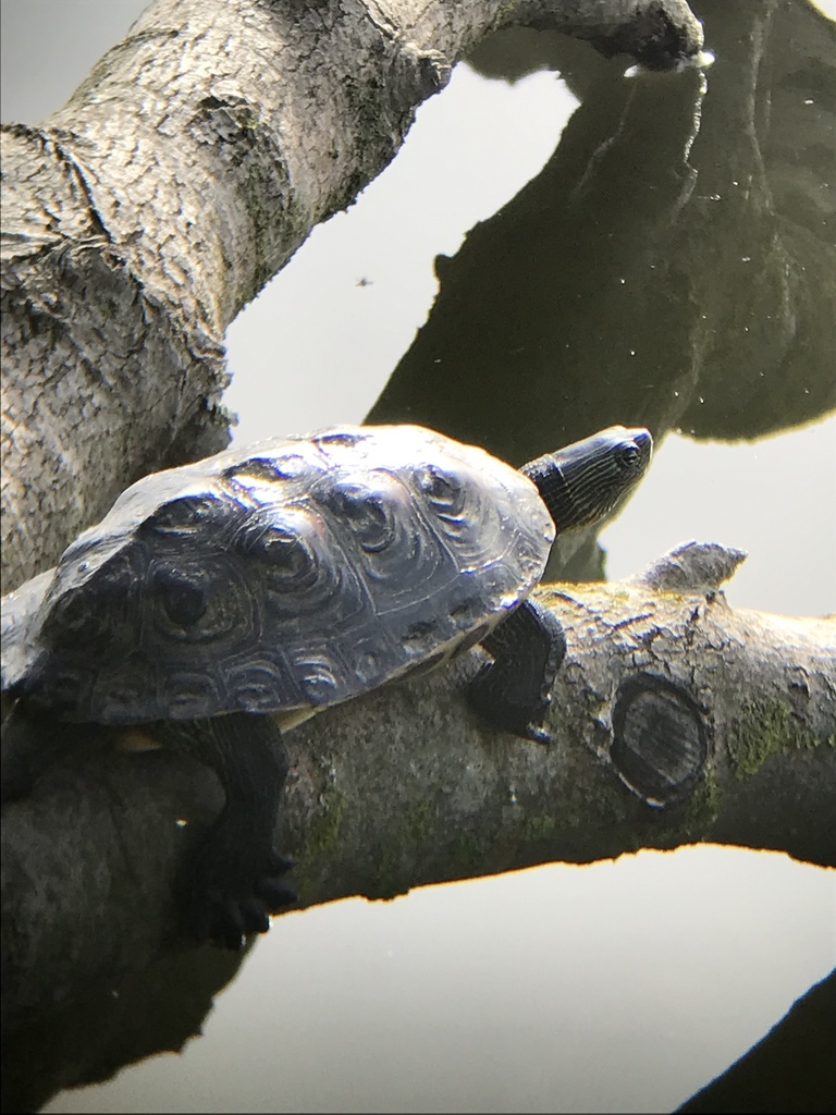 Common thread turtle in April 2022 by puigneulos · iNaturalist