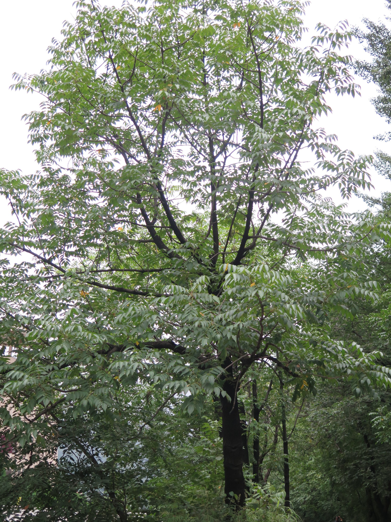 Toxicodendron vernicifluum (Stokes) F.A.Barkley