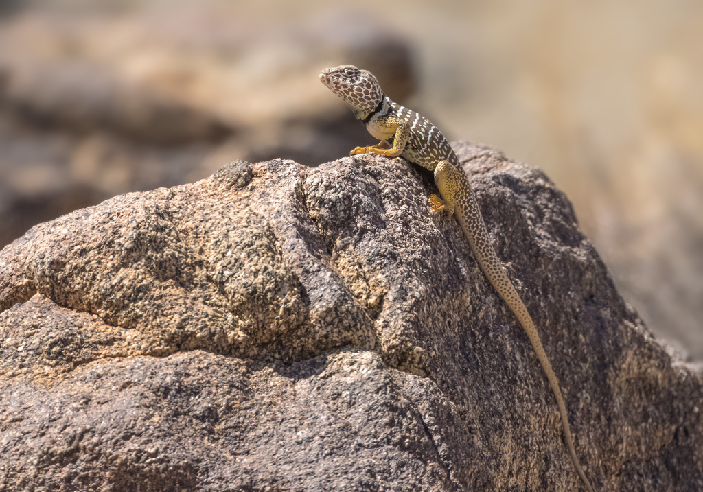 Baja California Collared Lizard from Riverside County, CA, USA on April ...
