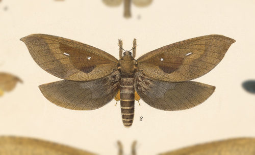 Phassus phalerus · iNaturalist United Kingdom