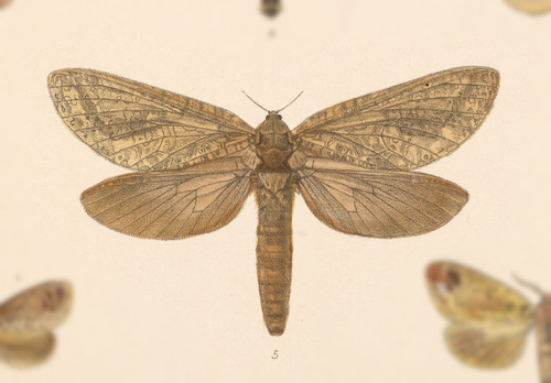 Phassus smithi · iNaturalist