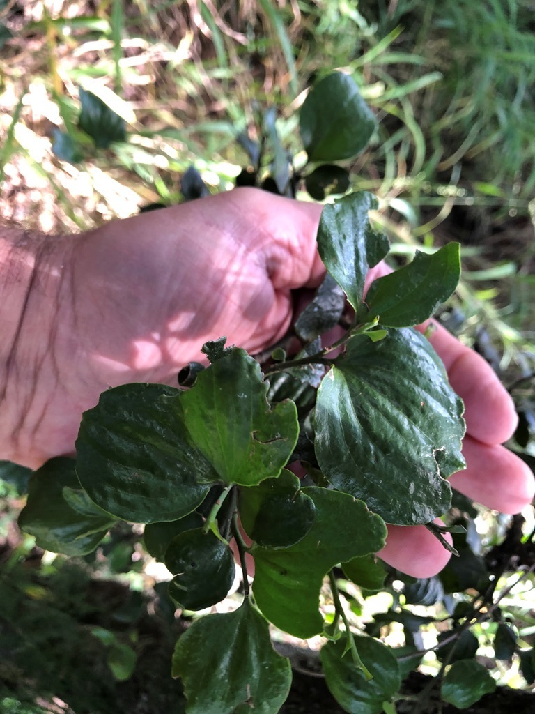 Broad Leaved Native Cherry from Mount Marrow QLD 4306, Australia on ...
