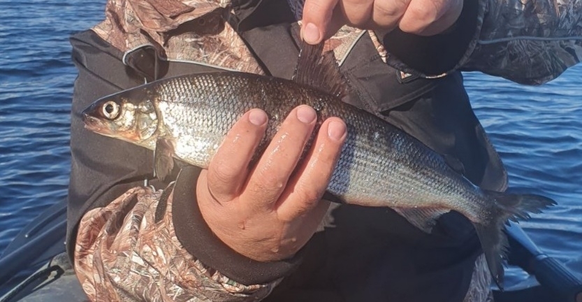 Common Whitefish in September 2020 by Alexey V. Ivanov · iNaturalist