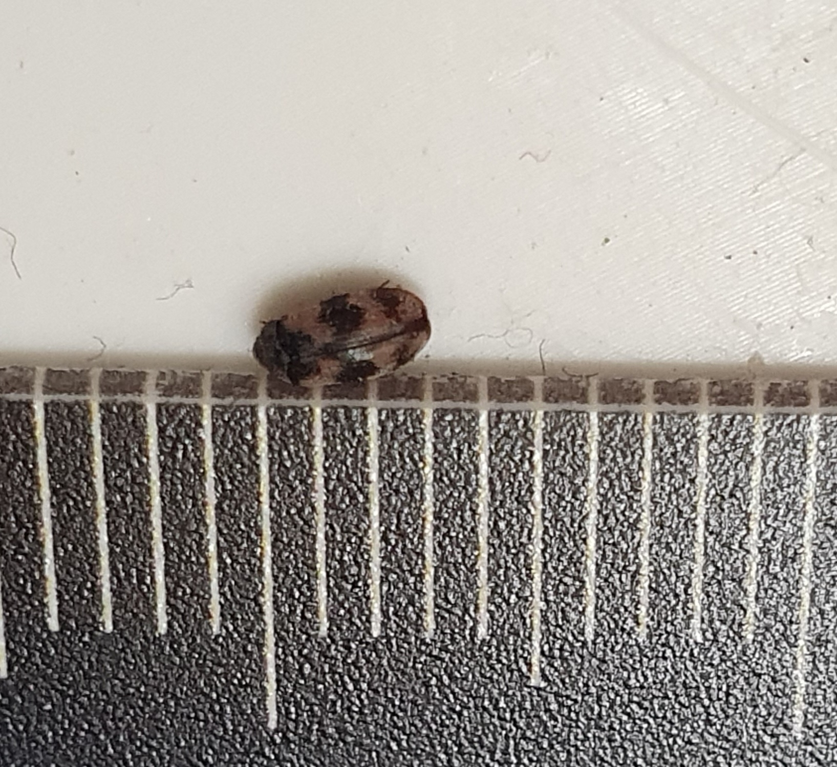 Trogoderma angustum (Solier, 1849)