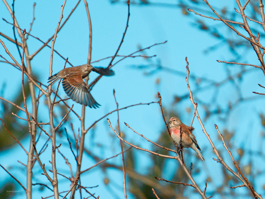 Eurasian Linnet from Espoo, Finland on April 15, 2022 at 07:15 AM by ...