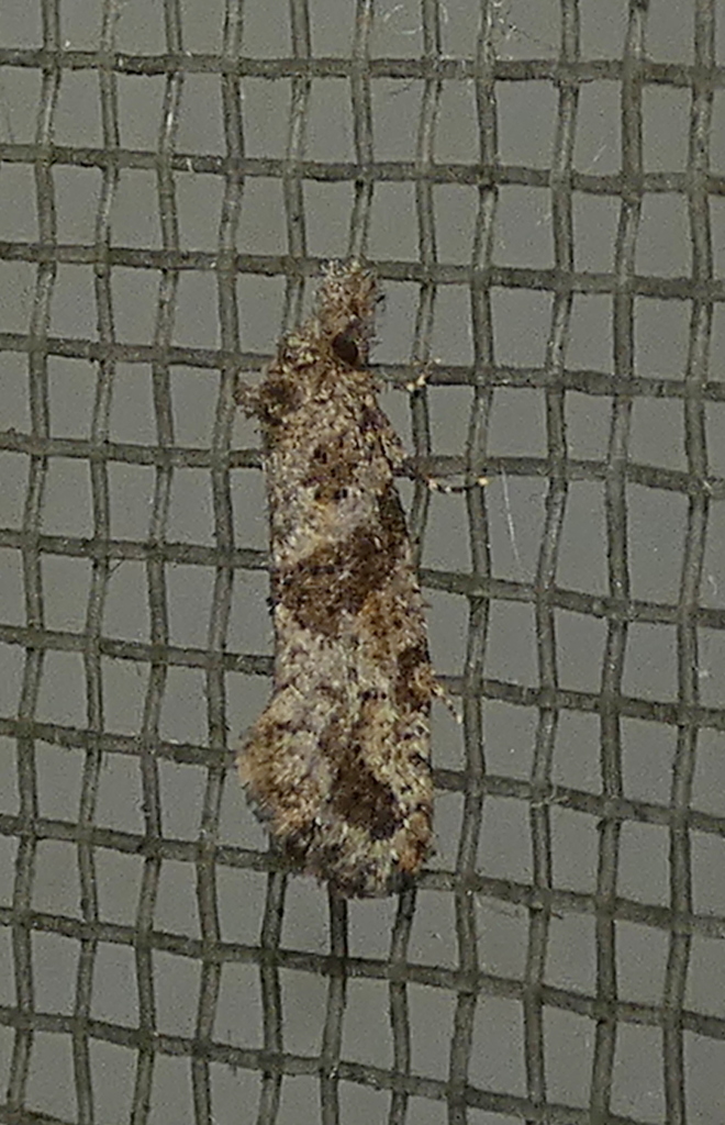 Grass Tubeworm Moths from Zona rural de Paudalho - Pernambuco on April ...