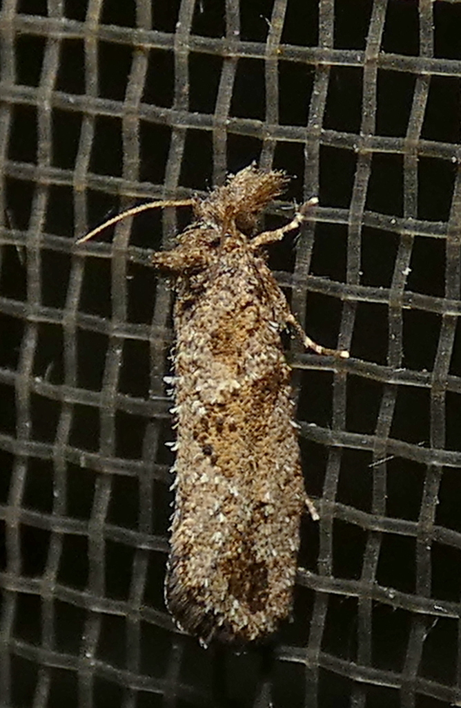 Grass Tubeworm Moths from Zona rural de Paudalho - Pernambuco on April ...