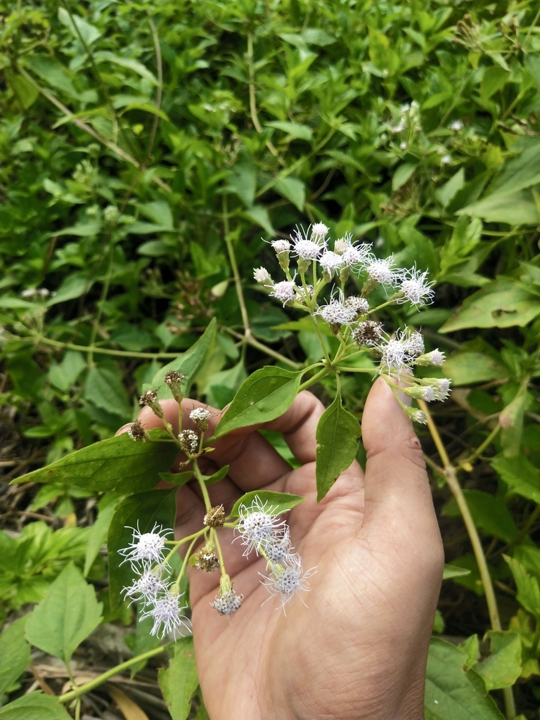 Siam weed from 3FC5+HGW, Toril, Davao City, Davao del Sur, Philippines ...