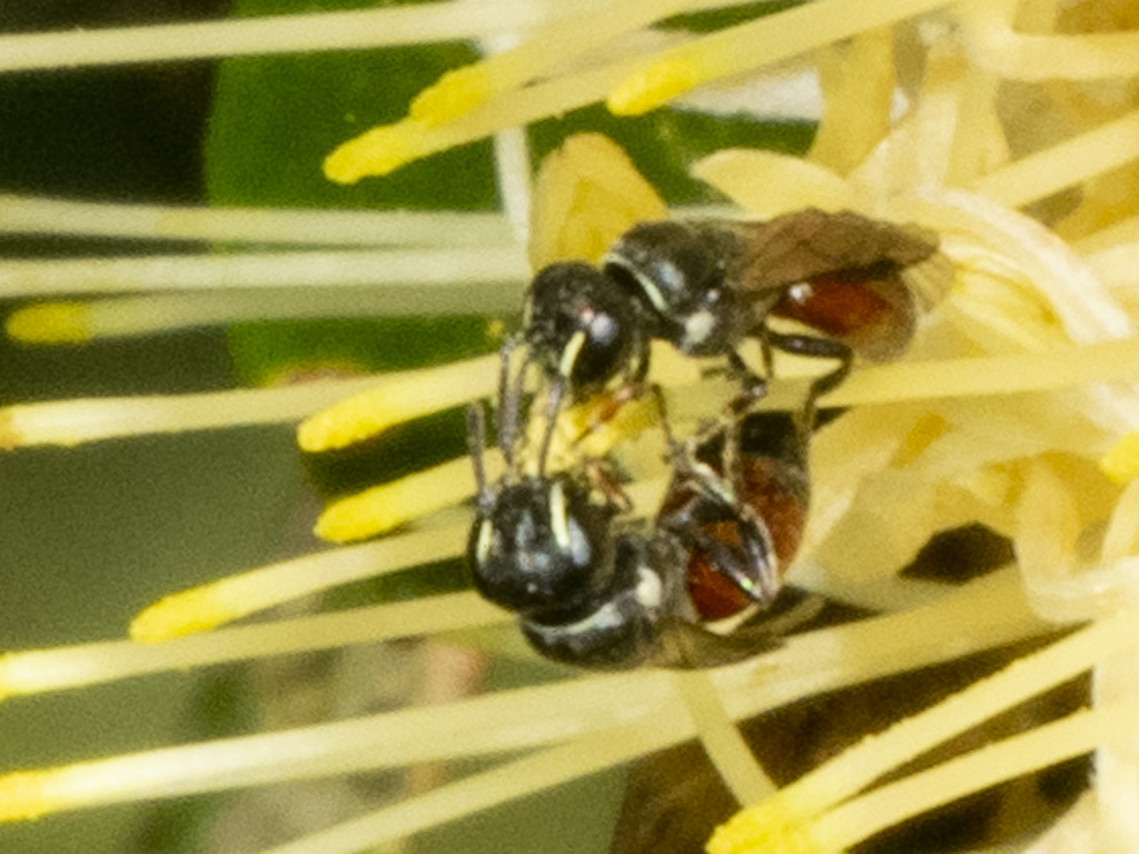 Littler's Masked Bee from Won Wron VIC 3971, Australia on April 14 ...