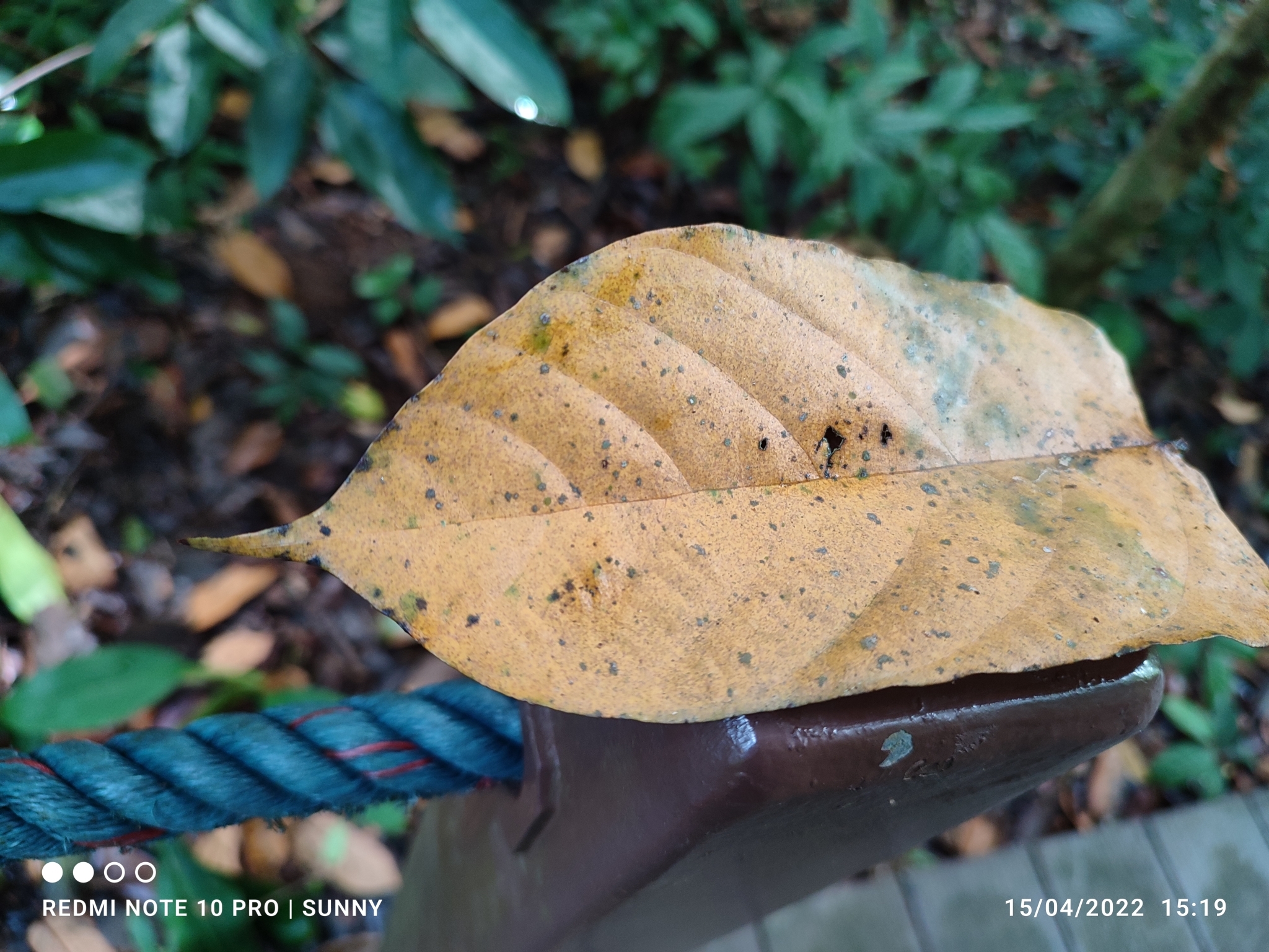 Pterospermum javanicum Jungh.