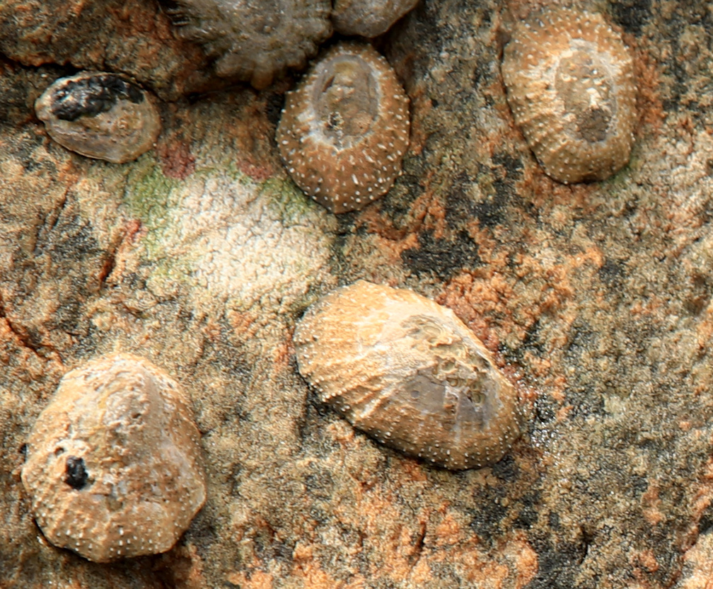 Scutellastra granularis (Linnaeus, 1758)