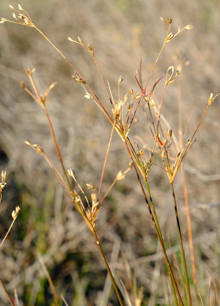 Juncus capensis from Overberg District Municipality, South Africa on ...