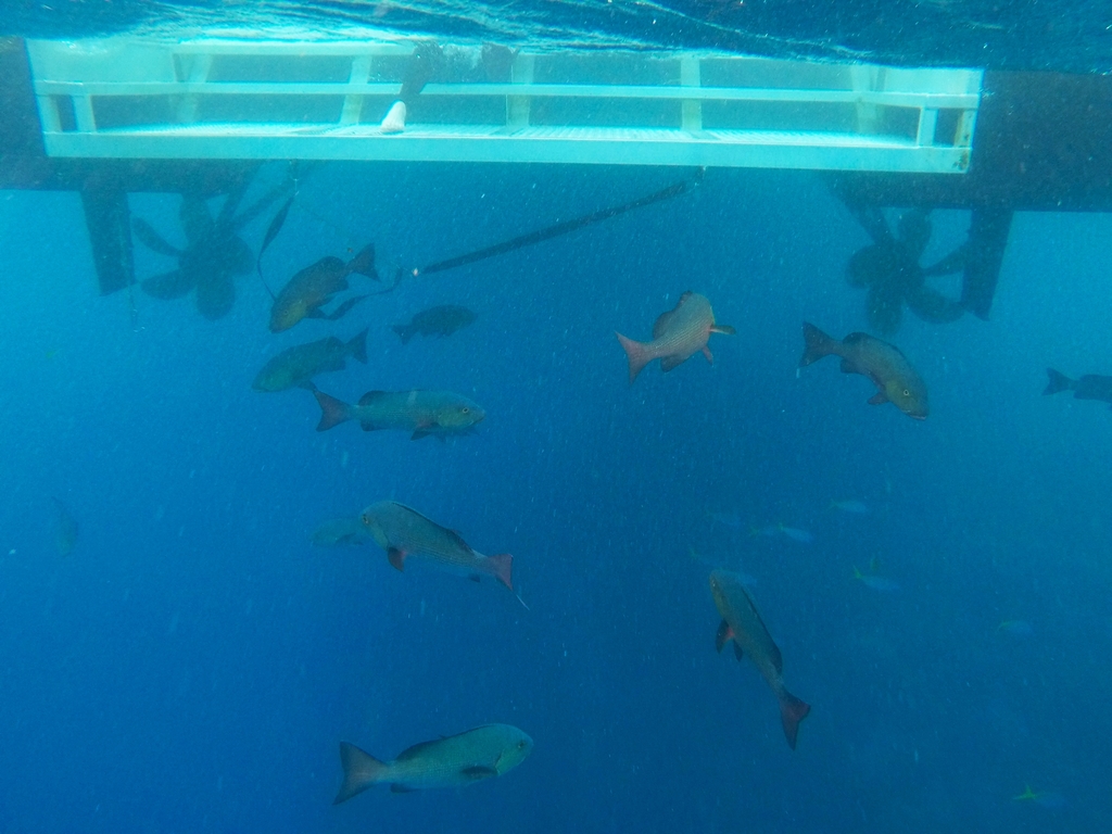 Two-spot Red Snapper from Cairns, QLD, Australia on January 4, 2015 at ...